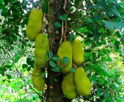 Soil and Environment: Jackfruit is suitable for Leyte and Samar islands