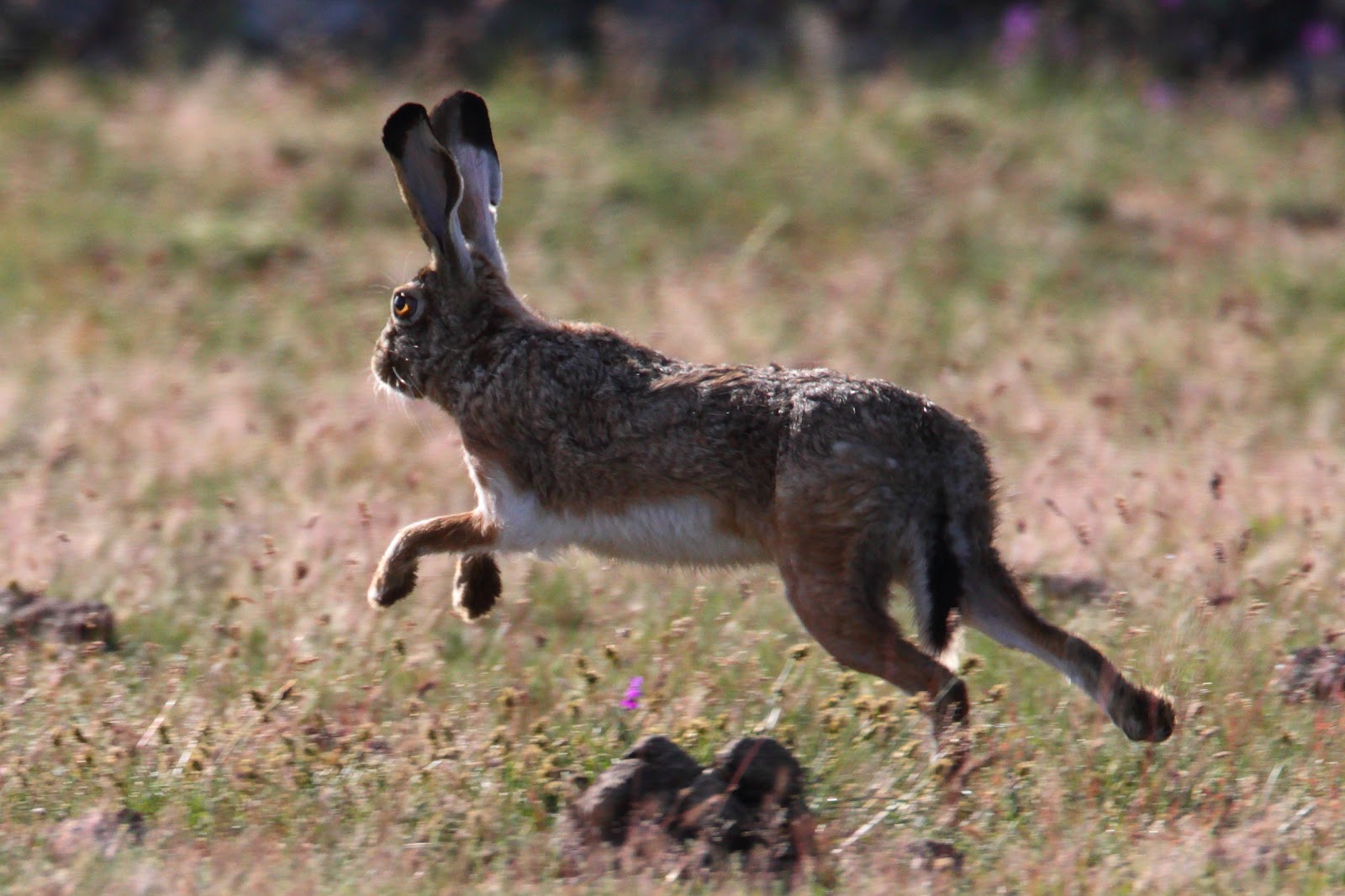 El entorno natural de La Cañada: Liebre voladora, La Cañada, 26-mayo-2012