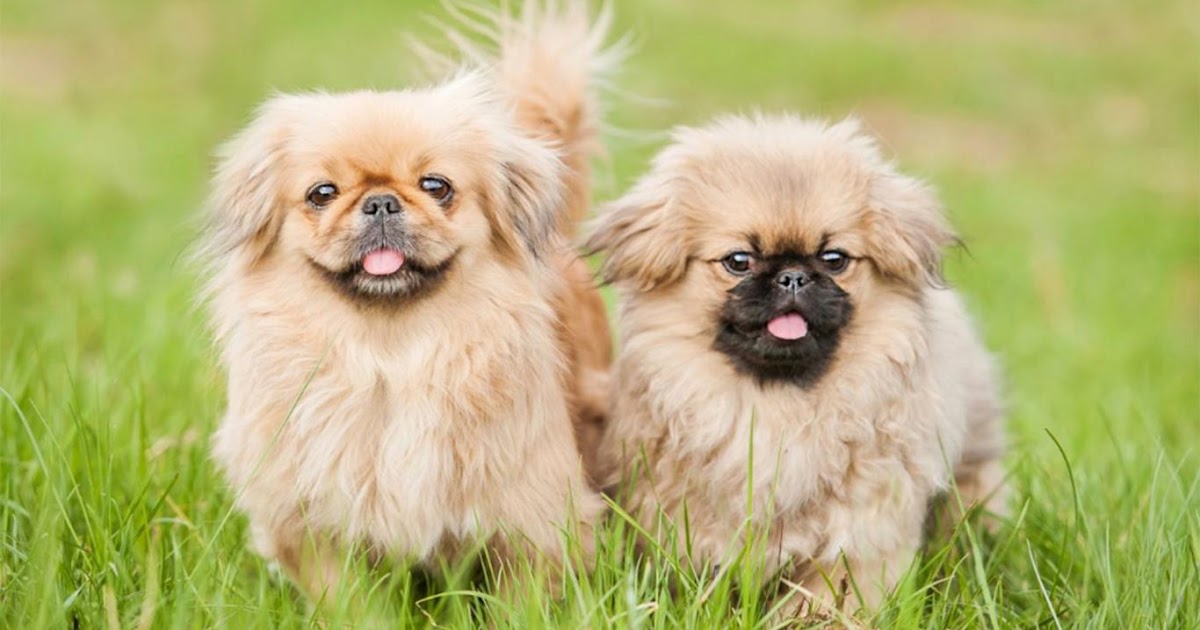Fakta Unik Anjing Pekingese