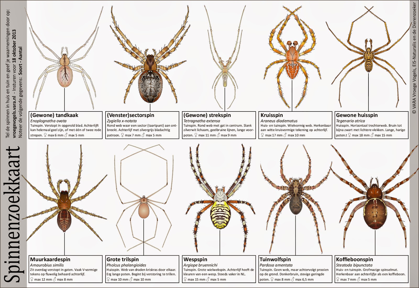 Kinderen in Almere: Brrrrr, een spin