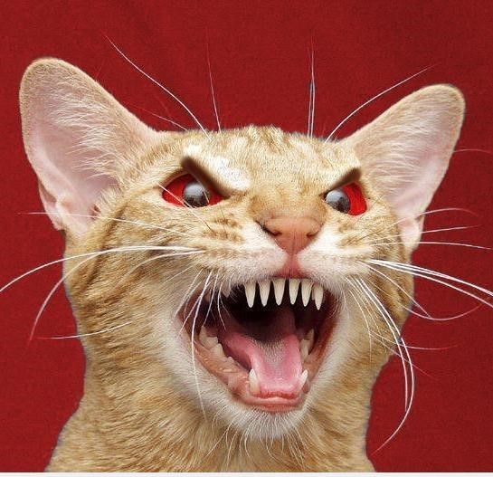 Top 10 angry cats images, Pictures for whatsapp, facebook, instagram ...