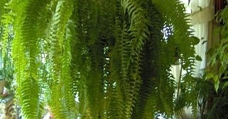 Paling Keren 15+ Ciri Ciri Tanaman Pakis Boston