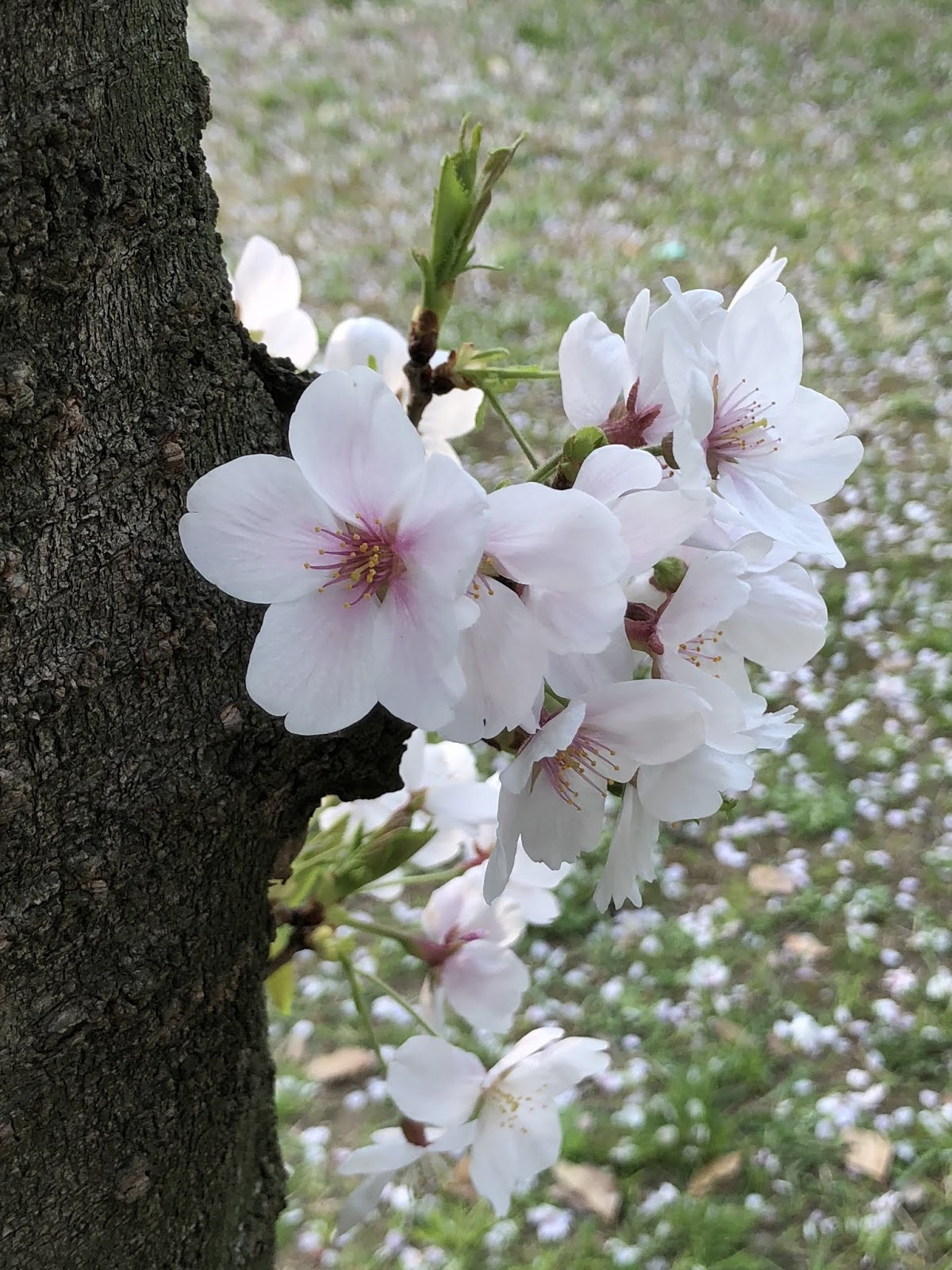 Photo Album ‘Nature, Seasons and Everyehere’: Sakura in Spring