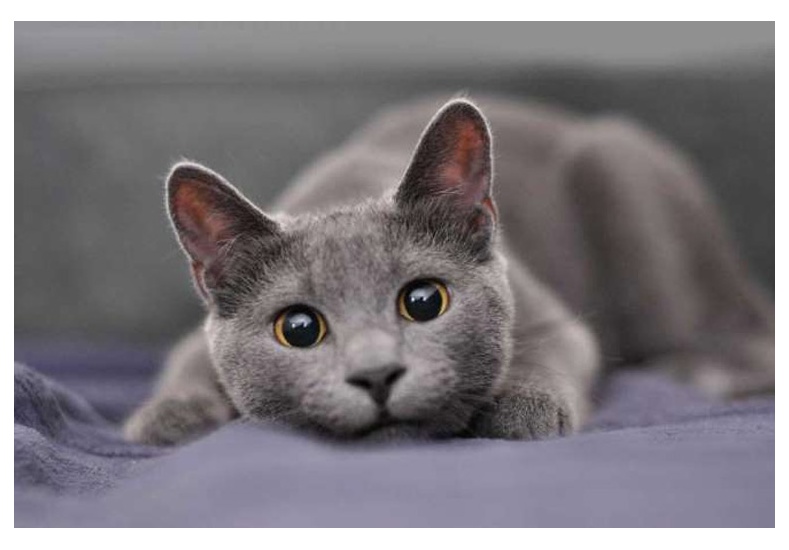 Conoce tu raza: el gato Azul Ruso - Club Mascodín