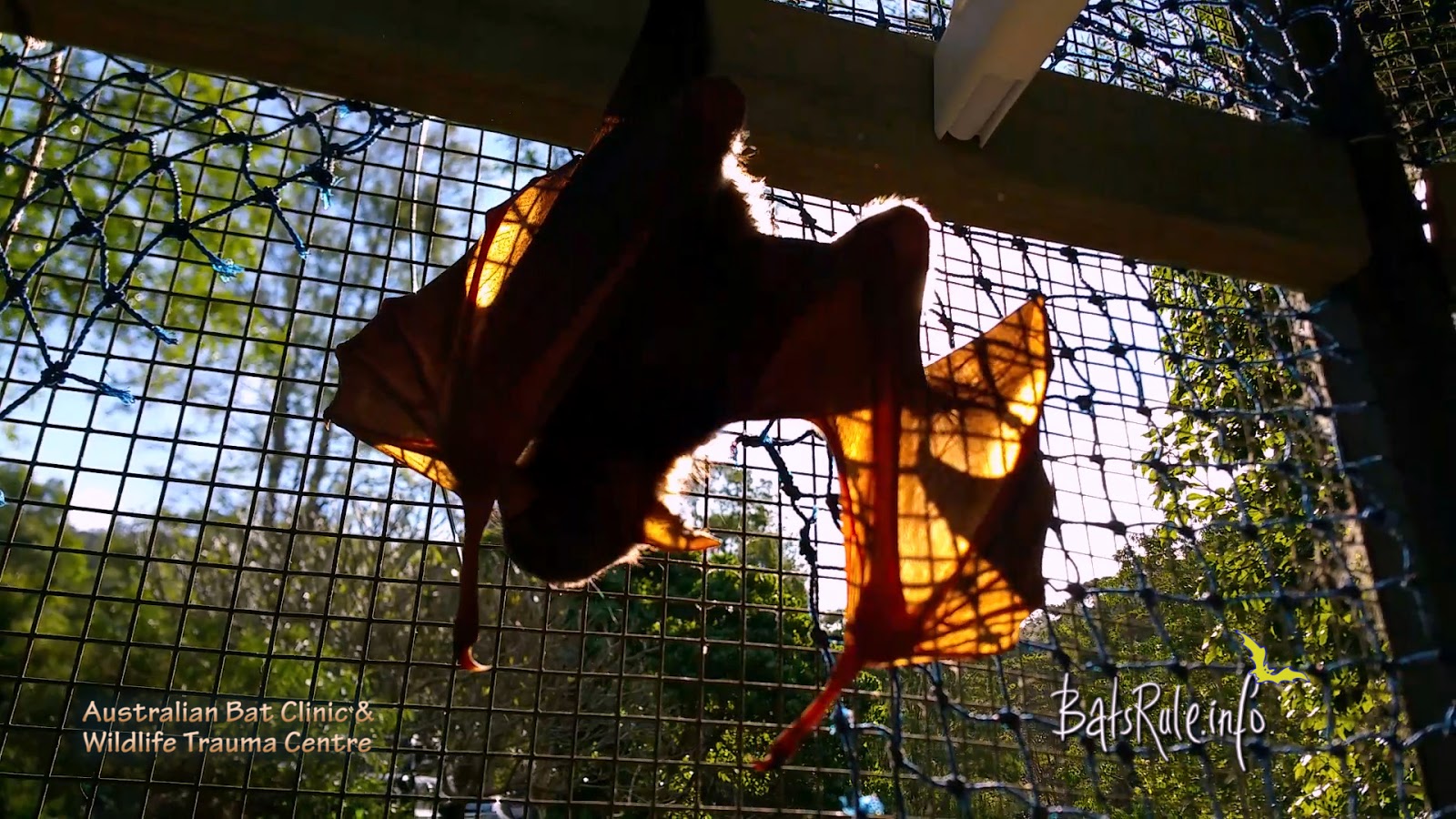 Baby Megabat Little Red getting some sun flyingfox fruitbat