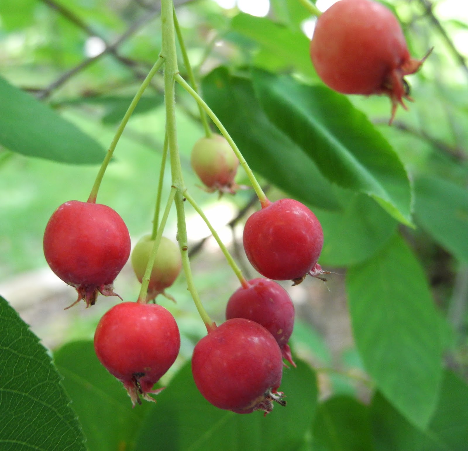 The Phytophactor: Friday Fabulous Flower - Juneberry