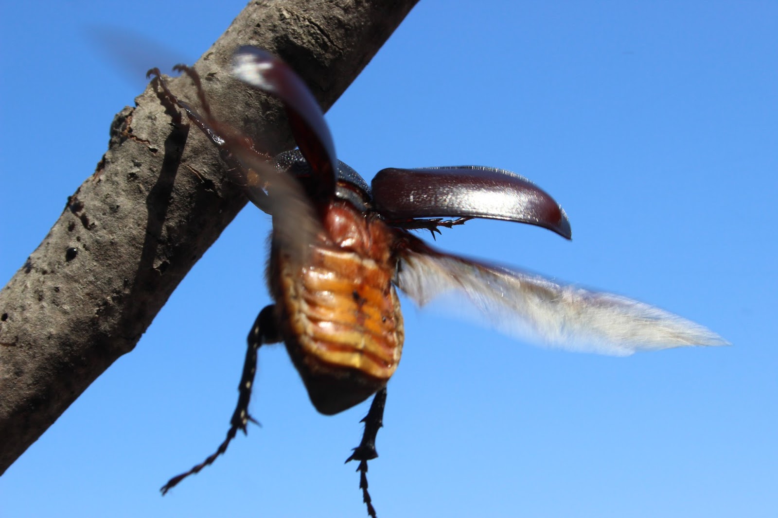 Biodiversity of Cyprus by NGO Protection of the Natural Heritage and ...