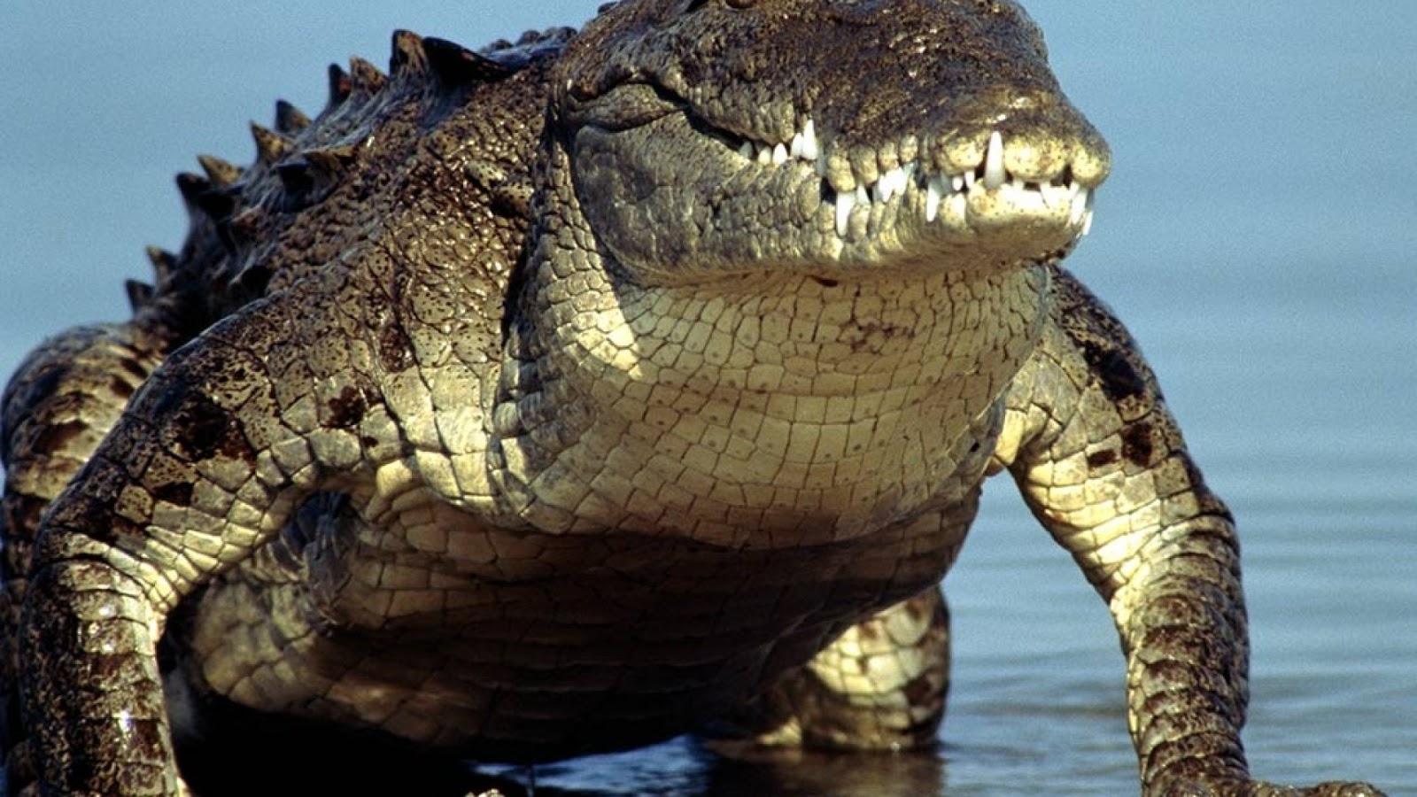 Crocodile - HD Wallpapers | Earth Blog