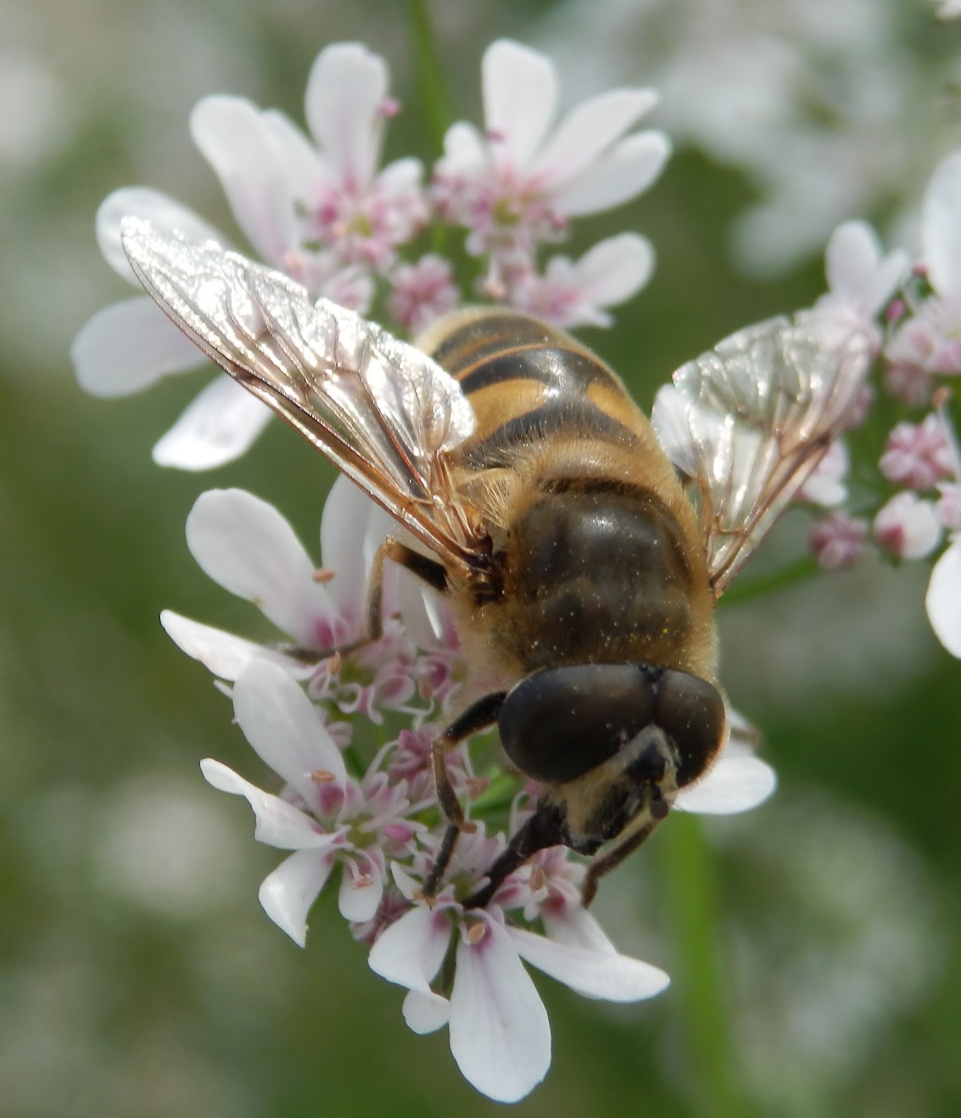 Various Hoverflies