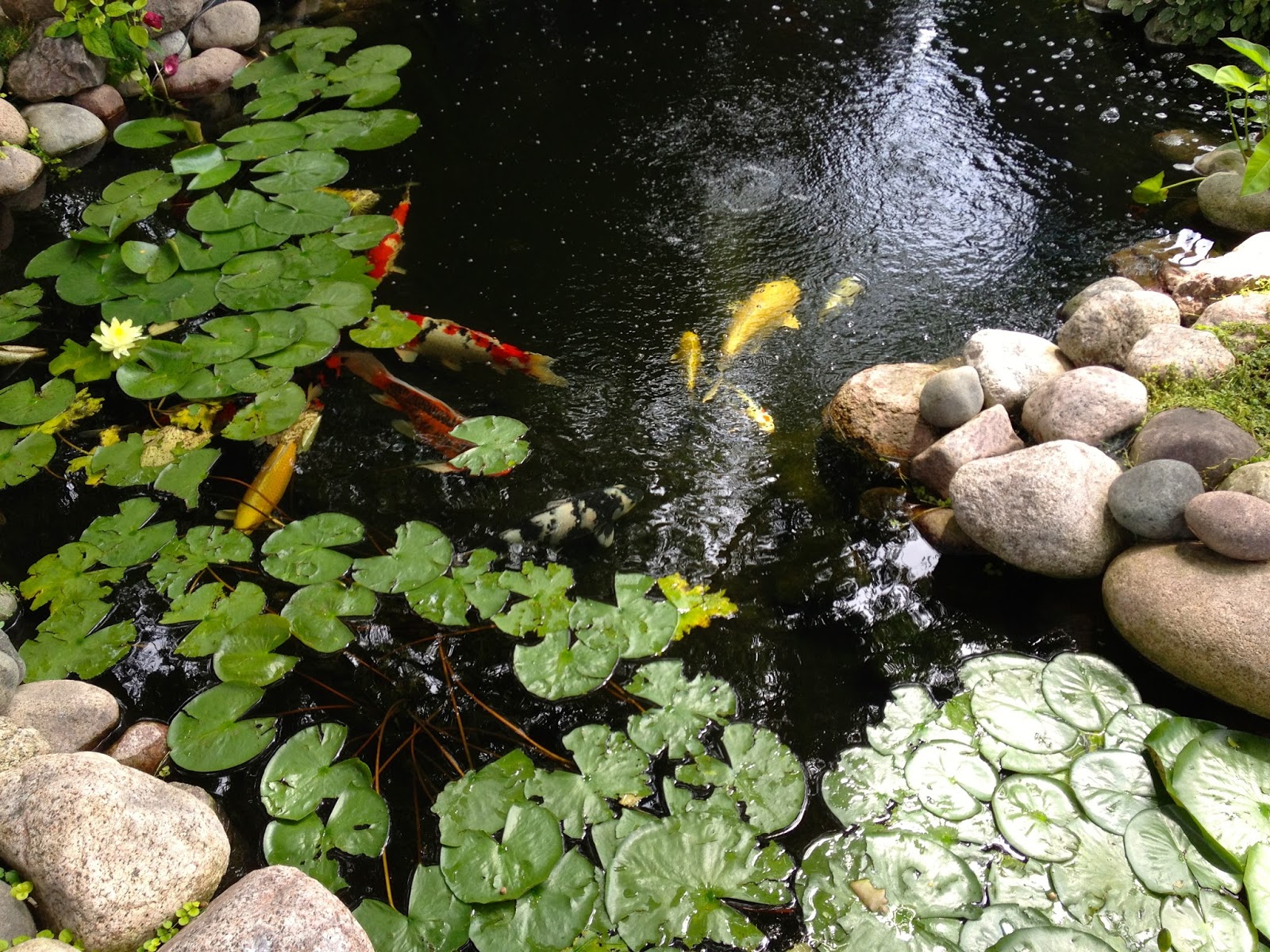 Anoxic Filtration System: With A Little Foresight The Mucerino’s Will ...