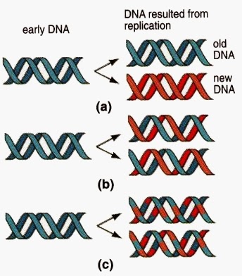 Hypotheses on DNA Replication Animation Model - New Science Biology