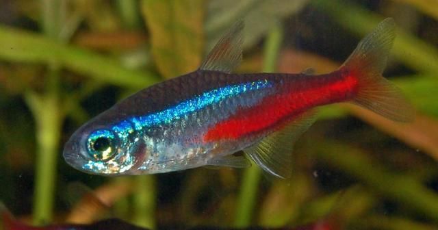 Neon Tetra Care Sheet Tropical Fish Types neon-tetra-care-sheet-tropical-fish-types