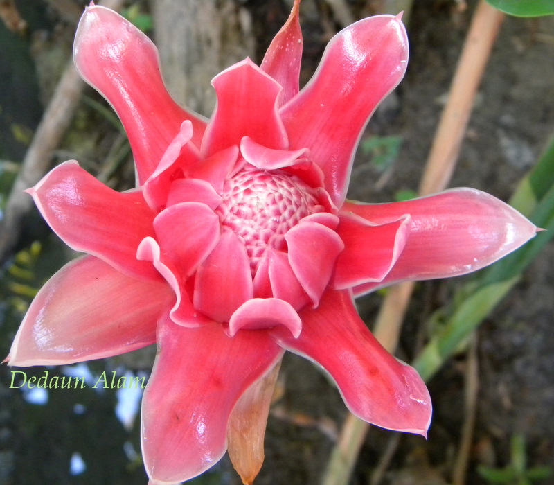 Dedaun Alam: Bunga Part XVI