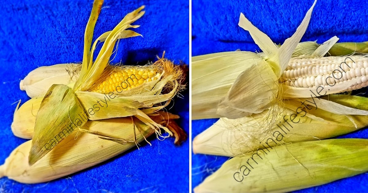 Fresh Sweet Corn from SnG Mart Ph