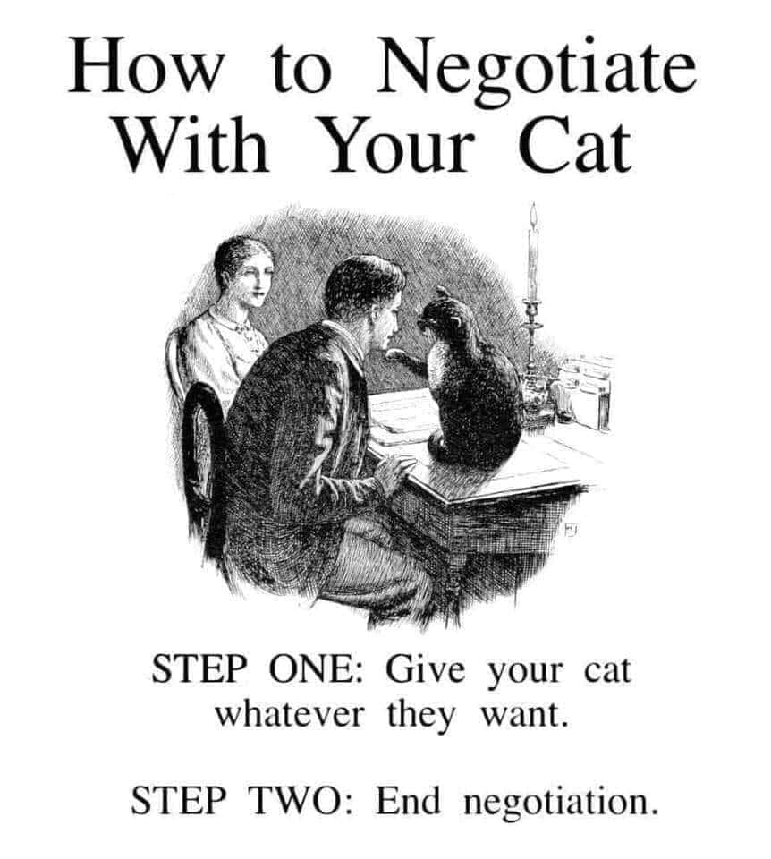 Jeannette's take on life: How to Negotiate with your Cat?