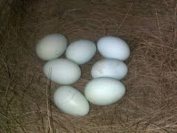 HAKA AVASTY FARM: MACAM - MACAM TELUR DAN KEUNGGULANNYA