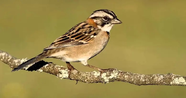 La leyenda del Chingolo