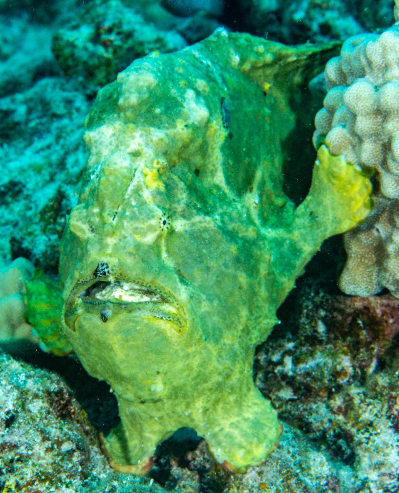 Upwellings: Sand Chutes and Eel Cove (Fish Bowl) Kona, 2/23/21