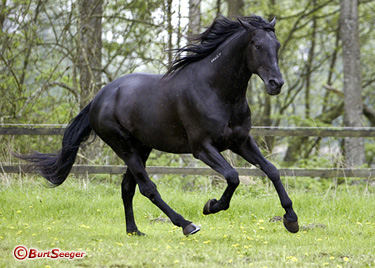 Min lille hesteblog(: