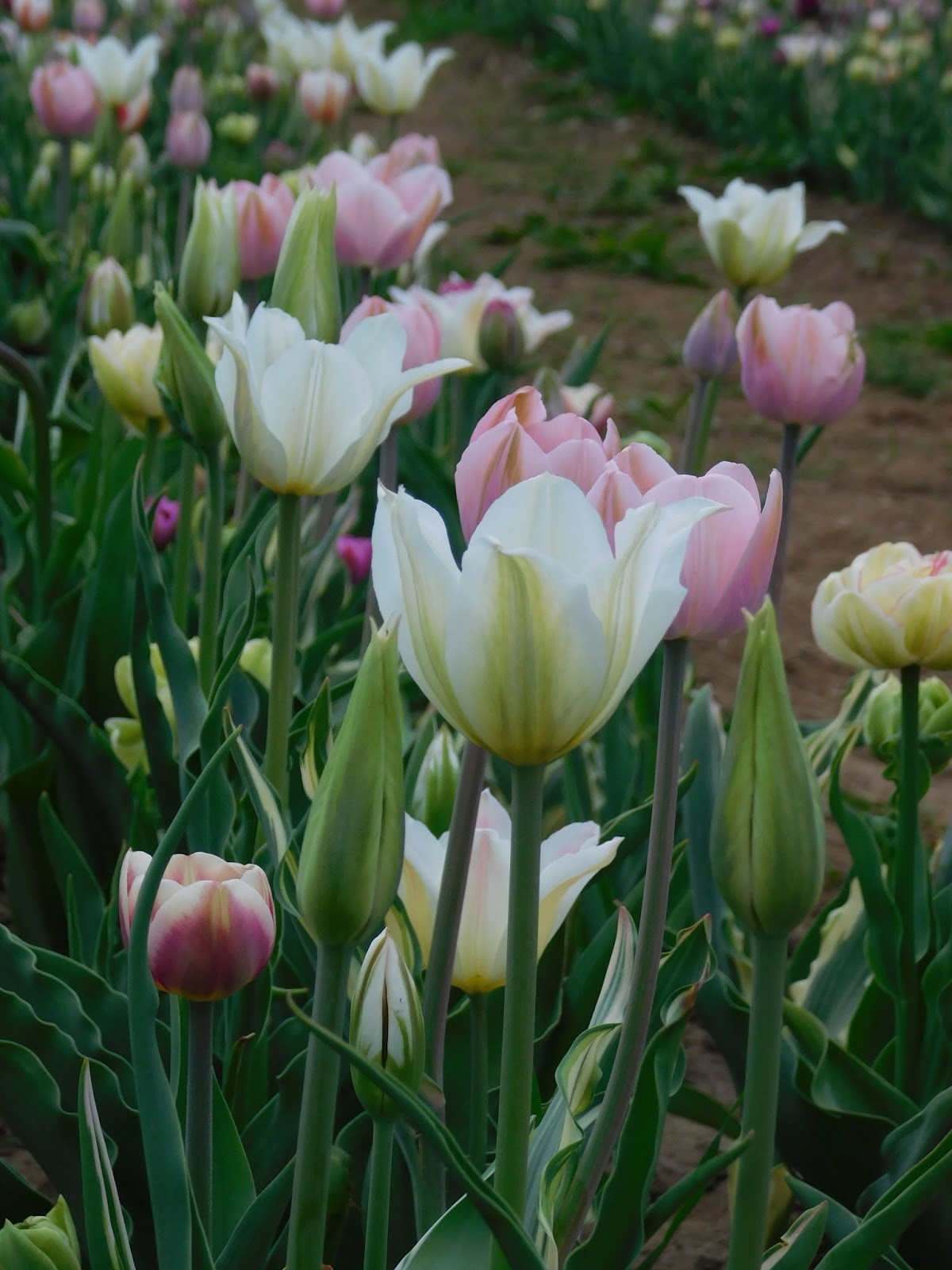 Wicked Tulip Farm