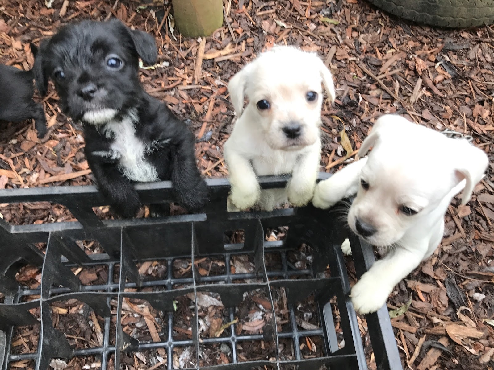 Doodle Dogs' Puppies: Frenchiepoos :)