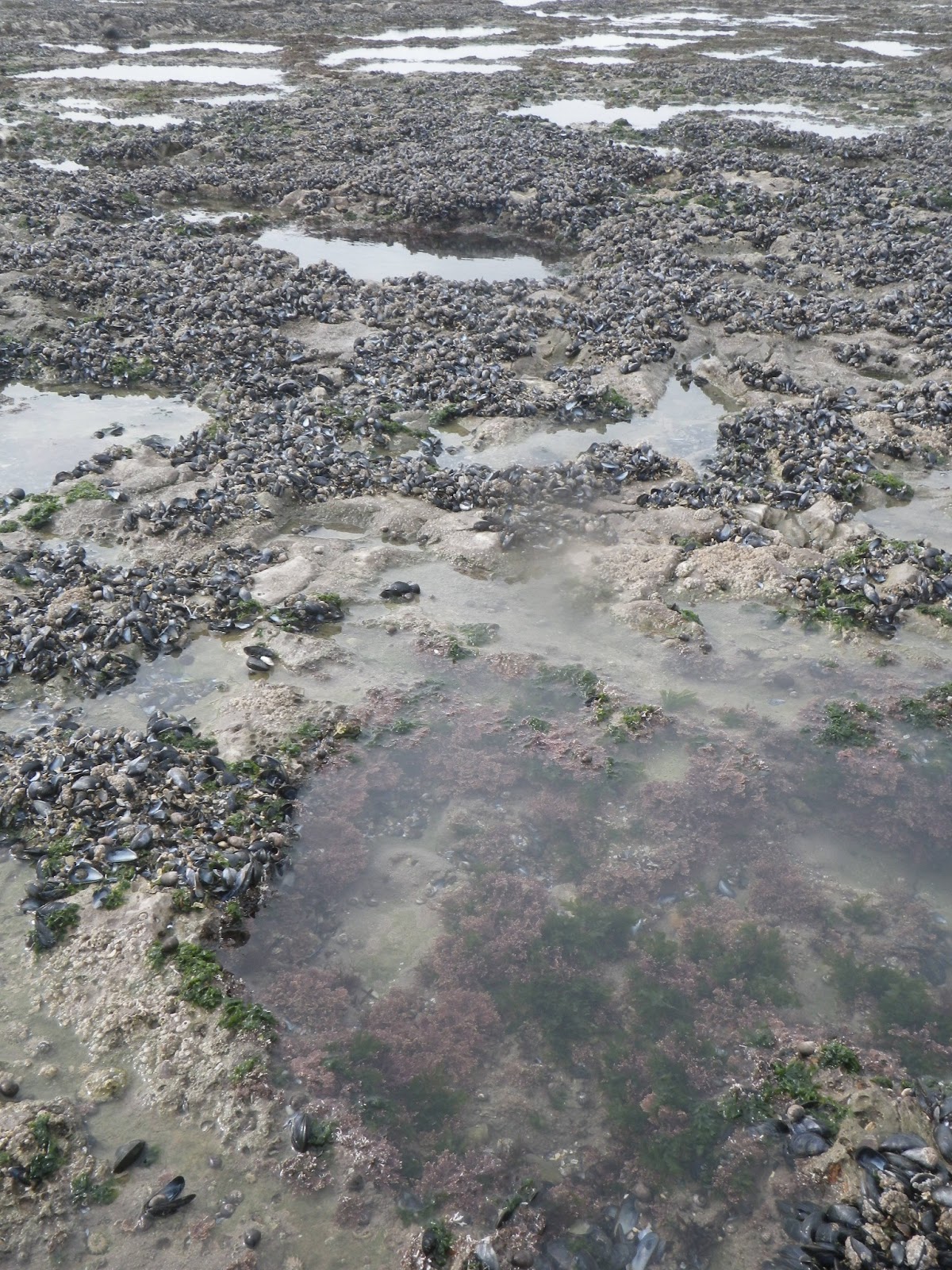 Rock Pooling: Rock Pooling Destination: Worms Head, Wales