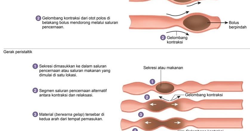 Usus Halus | Anatomi Fisiologi Manusia - KURIKULUM 2013