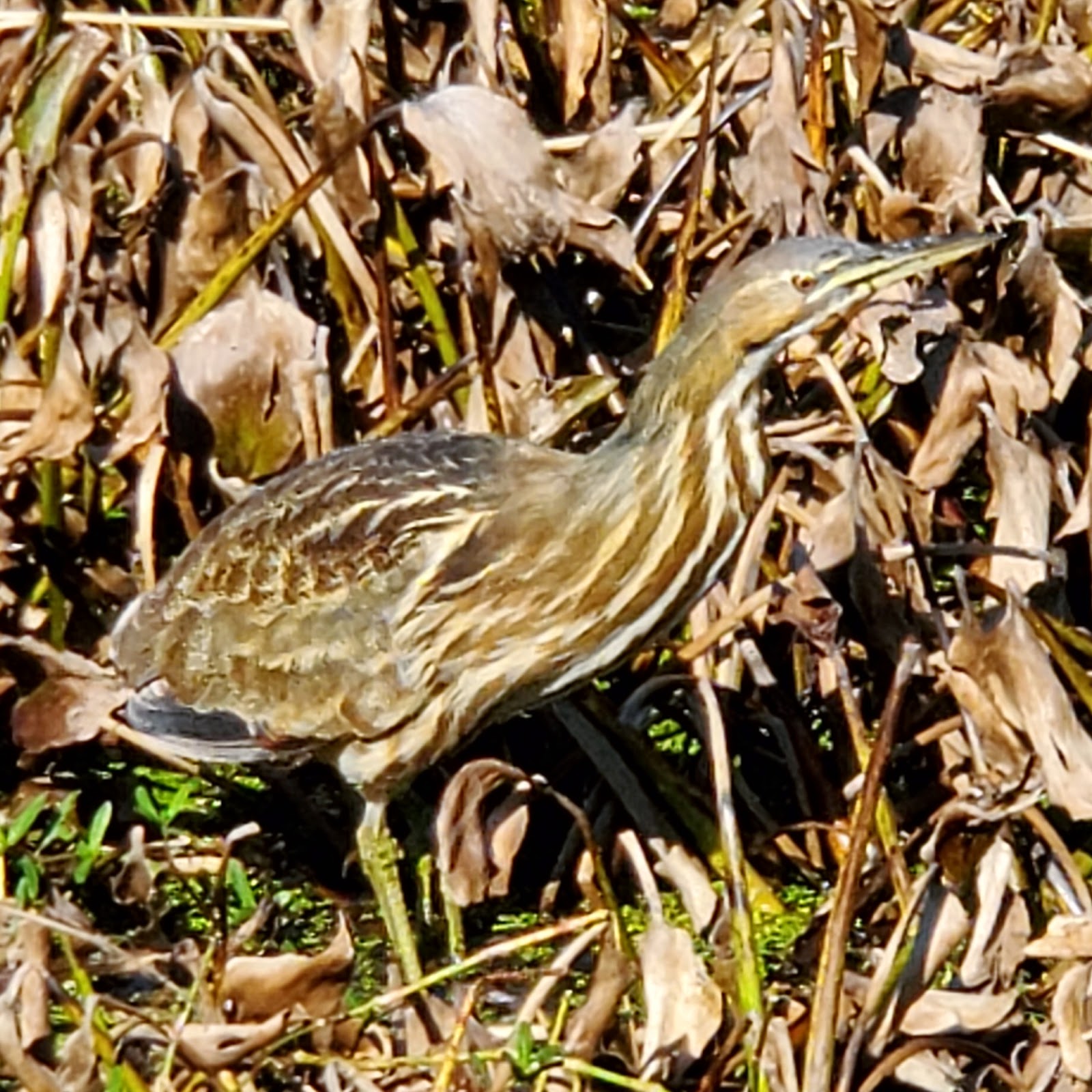 Berkeley Backyard Bird Blog: Of First Sightings and Positive ...