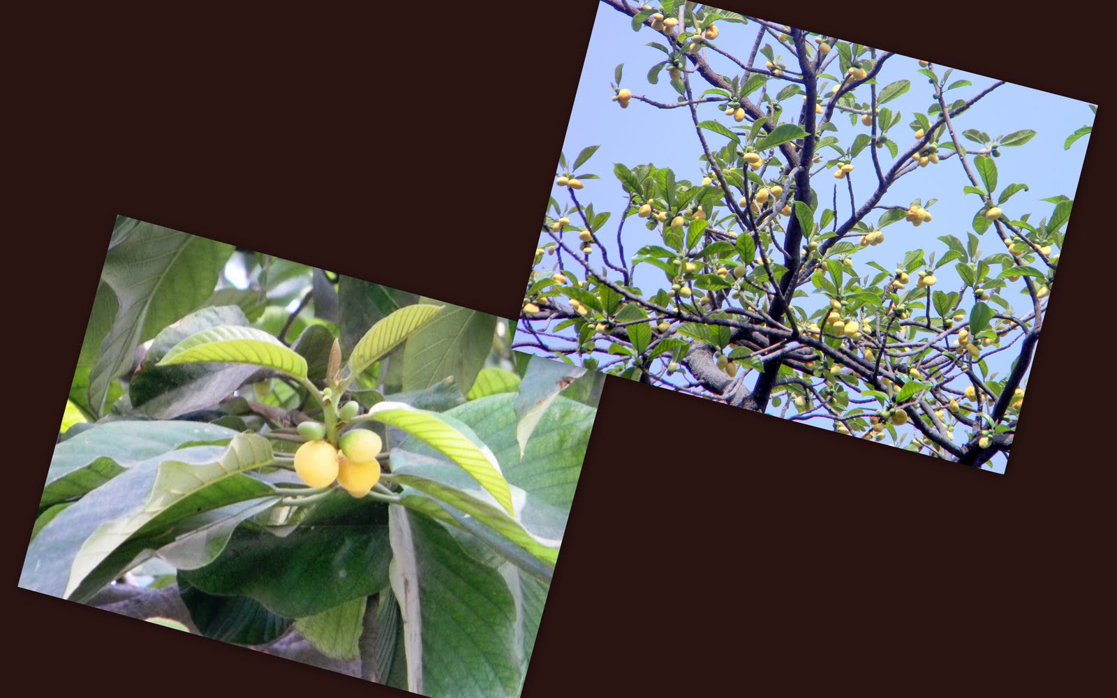 Indian trees: Badhal:Artucarpus lacucha