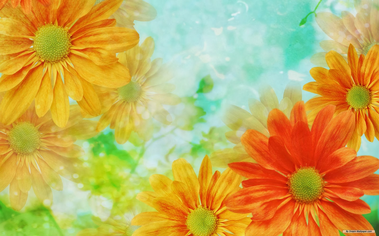 Wallpapers Background Imagini de fundal FLORI | Florarie Non Stop