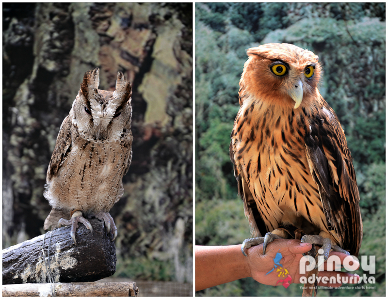 TOP PICKS: 15 Fun and Exciting Things To Do in Zoocobia Fun Zoo You ...