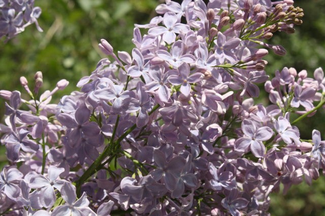 Blooming Rose Musings: Sweet Lilacs