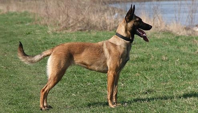 BELGIJSKI OVČAR MALINOA