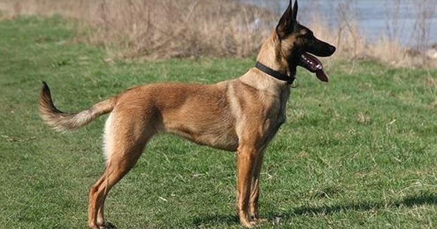 BELGIJSKI OVČAR MALINOA