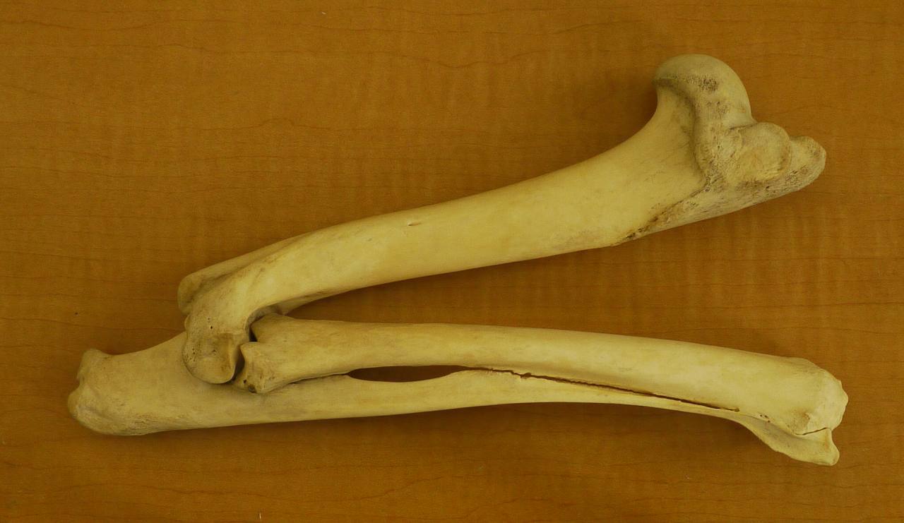 故有事: エゾシマリスの上腕骨と尺骨・橈骨 The humerus, radius and ulna of Ezo-Chipmunk.