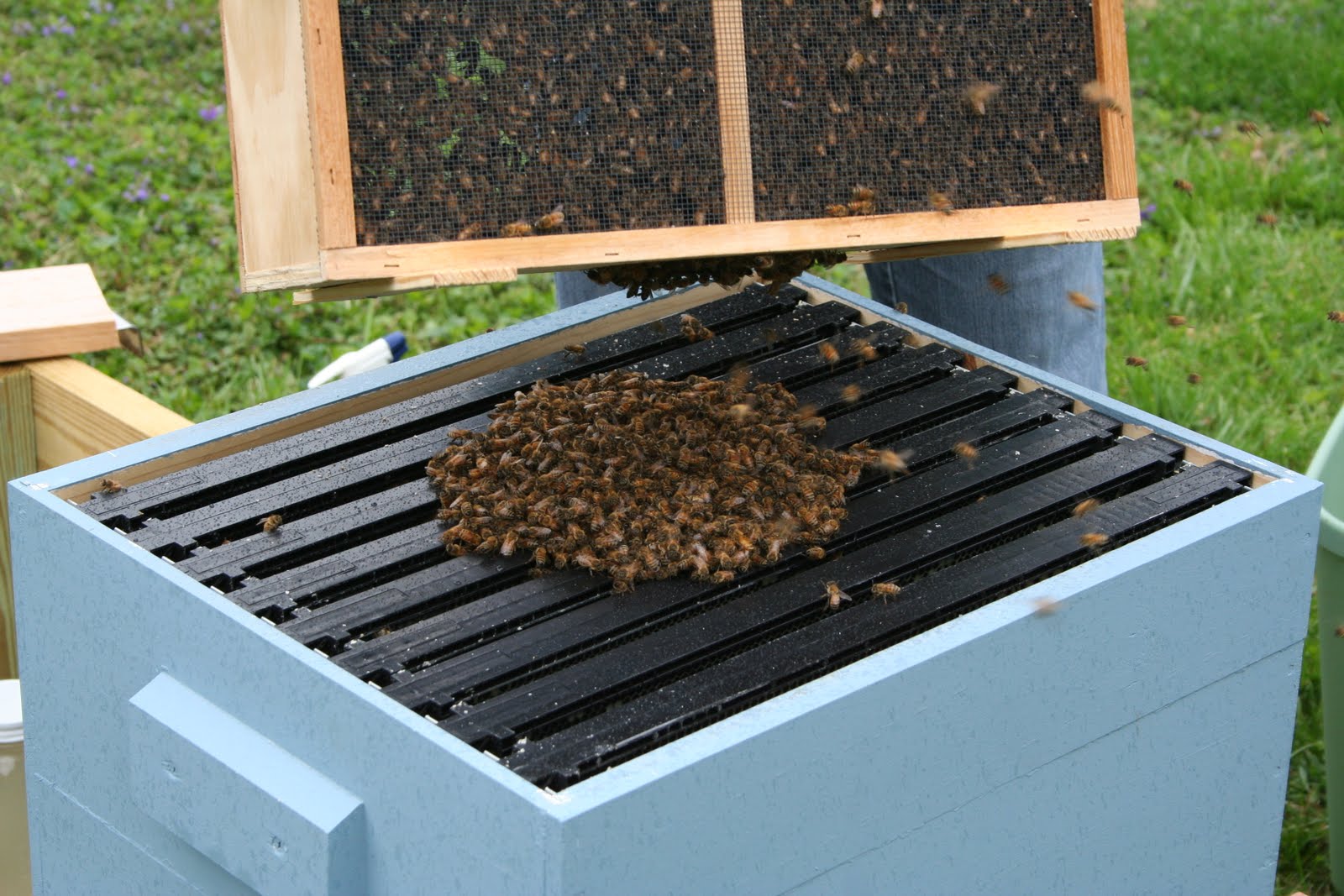 A & K's Honey Bees: At last........WE HAVE BEES!