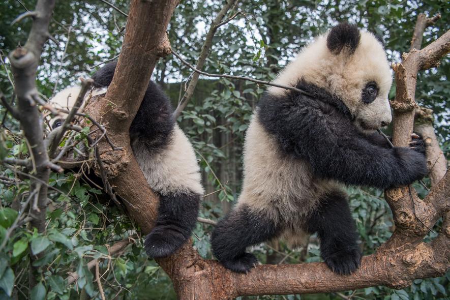 ANIMALS TIME : Panda (Gallery 8)