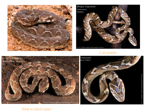 Dentistry and Medicine: Snake Bites Types,Diagnosis and Management ...
