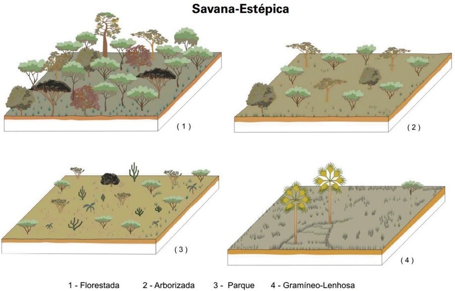 Onde as Plantas Crescem - Chernossolos