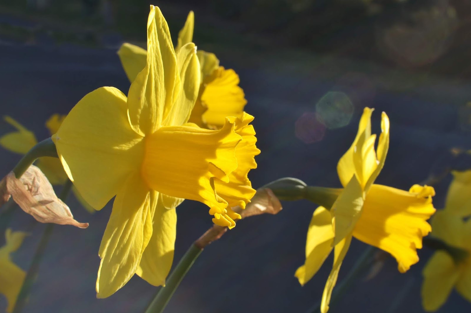 Shoreline Area News: A host, of golden daffodils