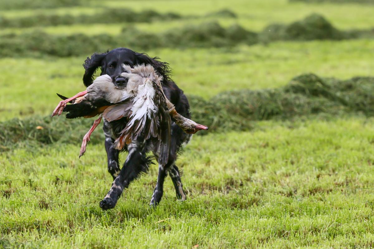 Grote Munsterlander kennel: Van het Zonnebeekbos: Dietske weer mee op ...