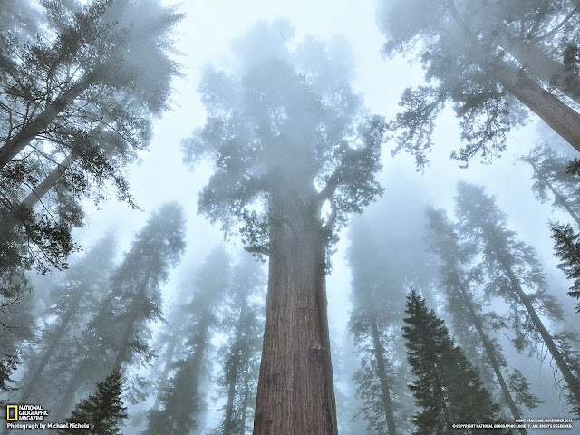 Fieggentrio: Bomen. De General Sherman.