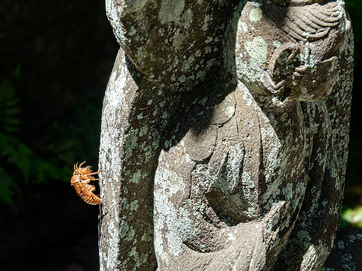 FROM THE GARDEN OF ZEN: Cast‐off shell of a cicada: Engaku-ji