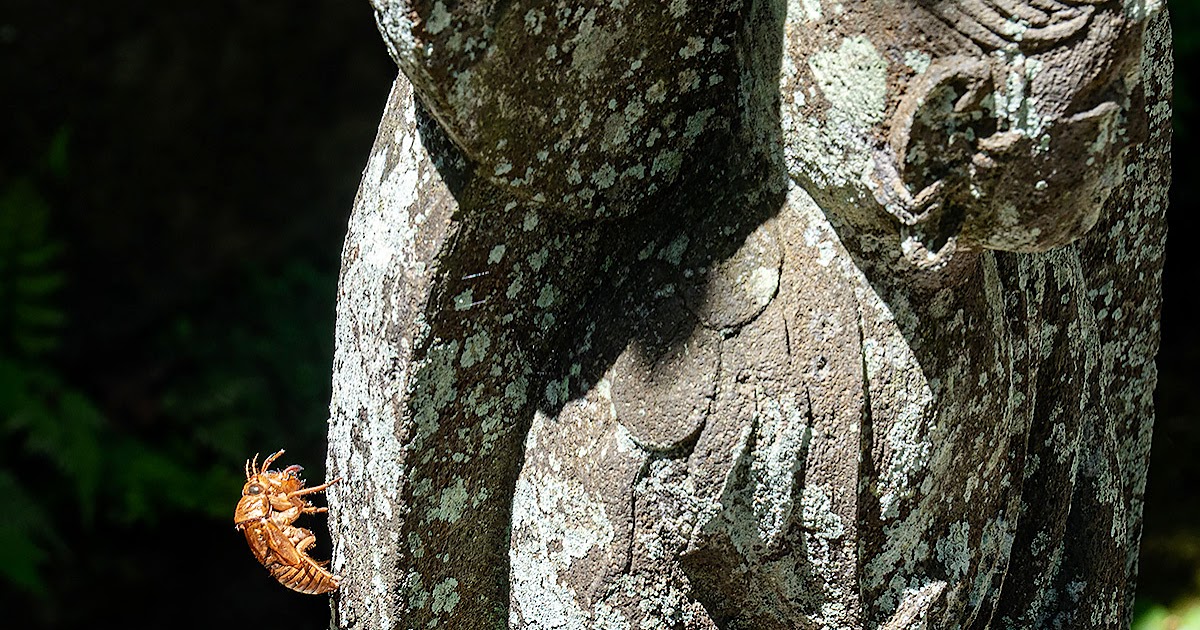 FROM THE GARDEN OF ZEN: Cast‐off shell of a cicada: Engaku-ji