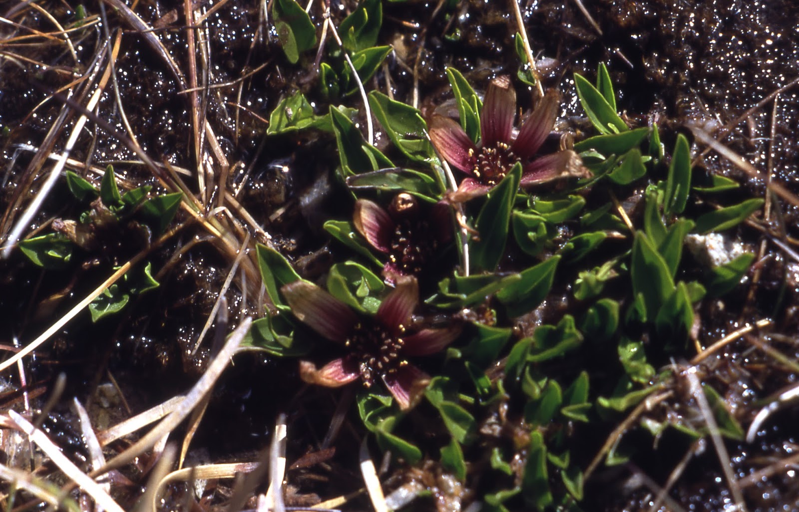 Alpine Garden Society Victorian Group: Australian Alpine Plants