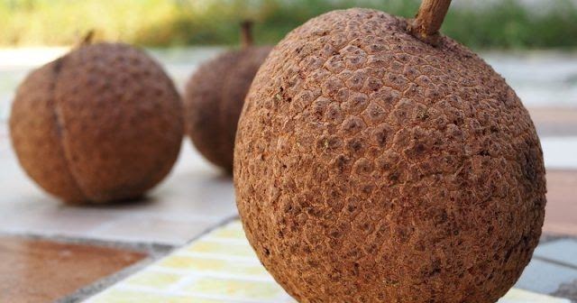 Durian Tanpa Duri Akhirnya Berjaya Dihasilkan ~ Gosip Artis Terkini
