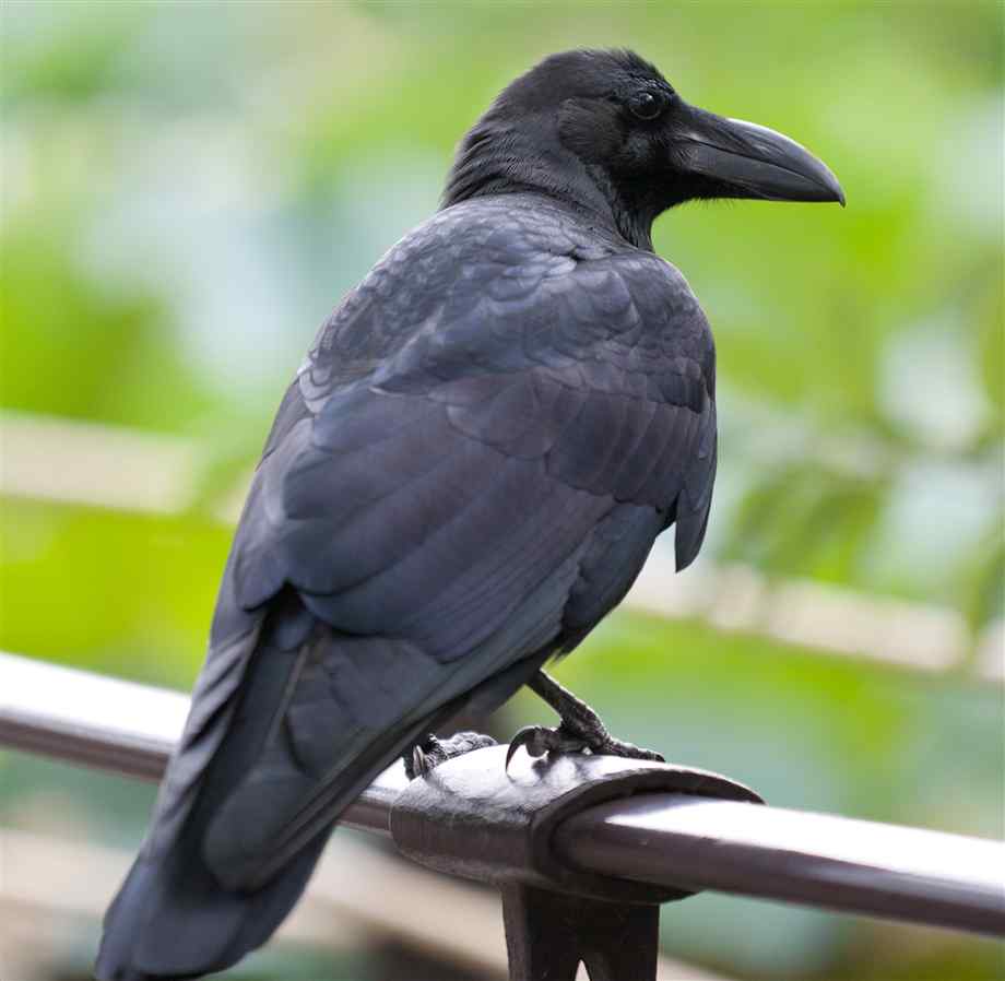 Crow ~ Wild Life