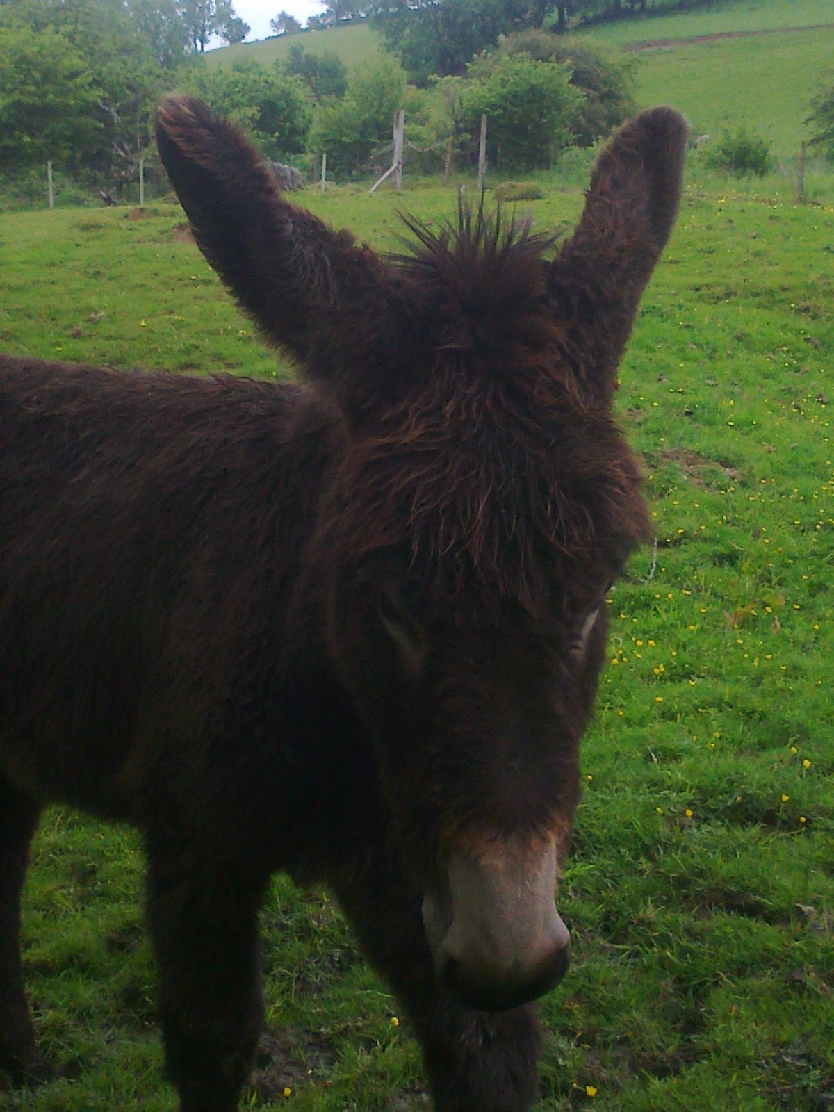 Dyfi Donkeys: ADOPT A DYFI DONKEY