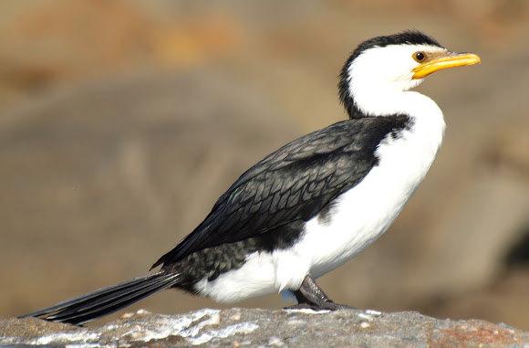 Burung Pecuk Padi Belang - EDUBIO