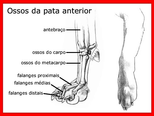 Verkoiansk Siberians: Membros Anteriores